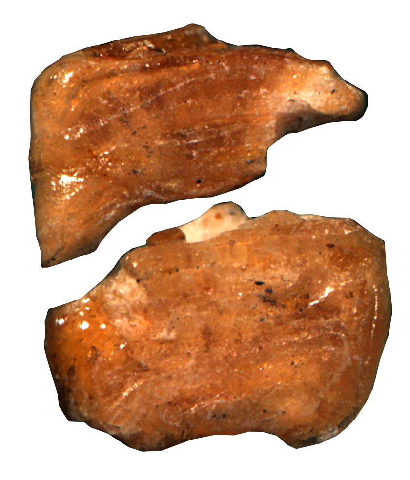 Animals - Senckenberg Quartärpaläontologie EN