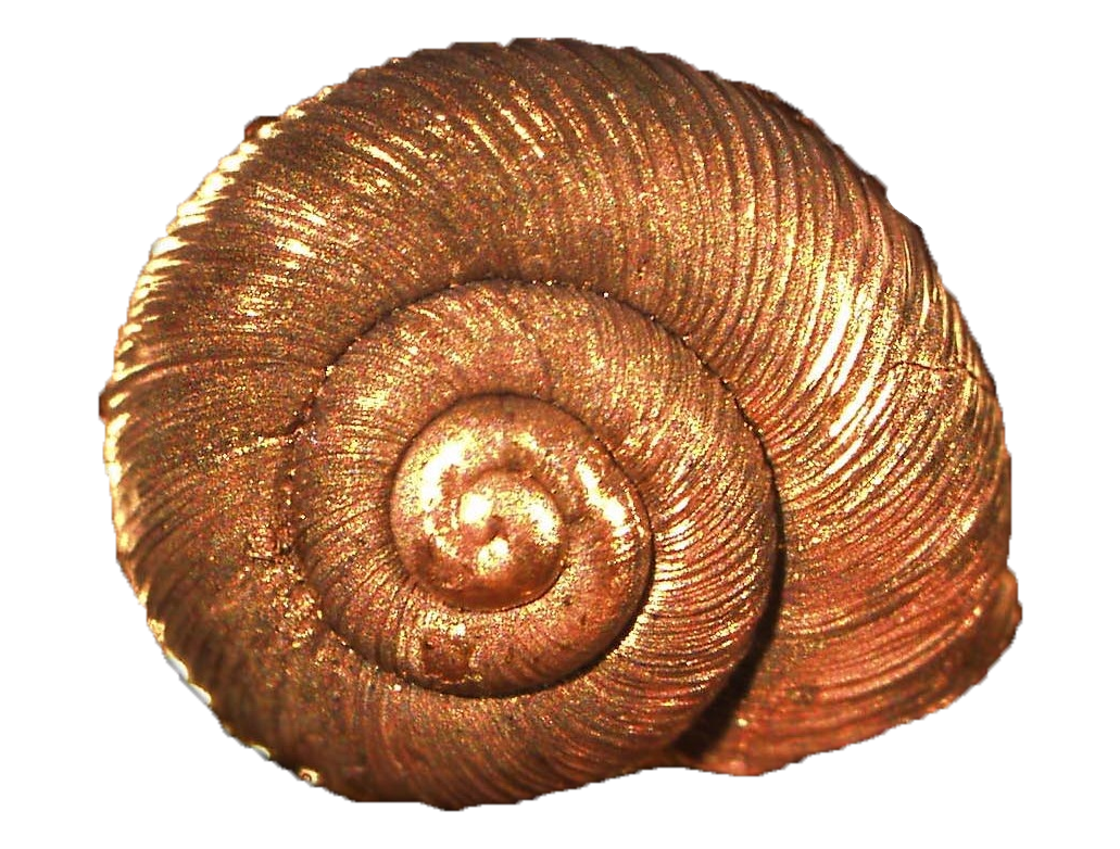 Tiere - Senckenberg Quartärpaläontologie